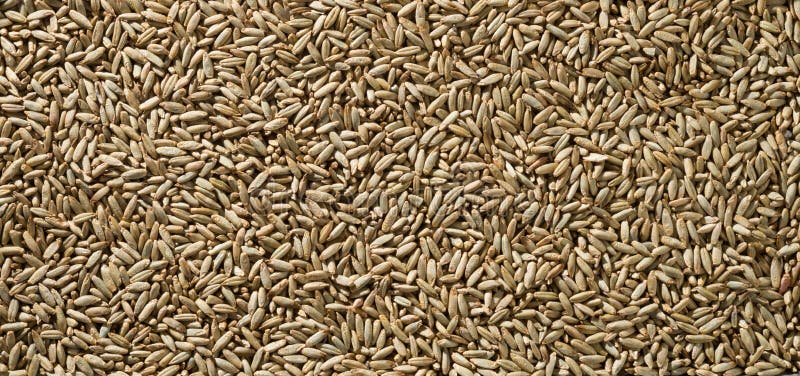 Texture of Ripe Dry Rye Grains Stock Image - Image of light, harvest ...