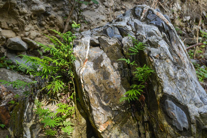 The Texture of River Rocks Covered with Various Plants that Live ...