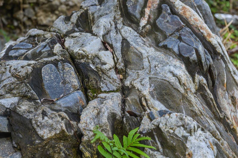 The Texture of River Rocks Covered with Various Plants that Live ...