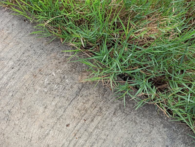 Texture of the Road and Grass at the Edge in the Photo from a Diagonal ...