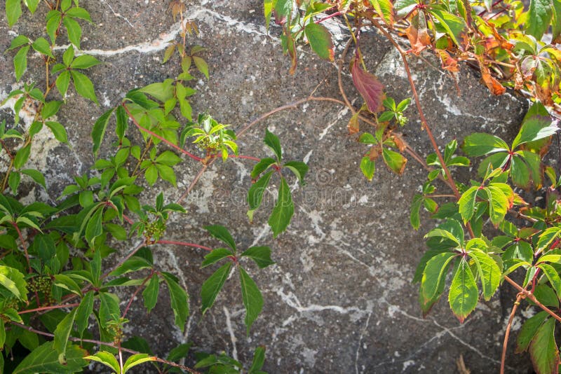 Stone and plant. stock photo. Image of concrete, growth - 121394284