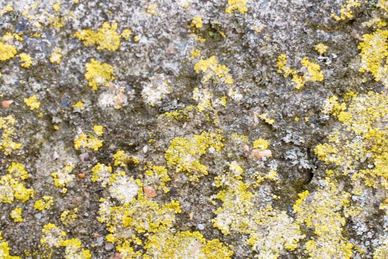 2,299 Cliff Moss Texture Stock Photos - Free & Royalty-Free Stock ...