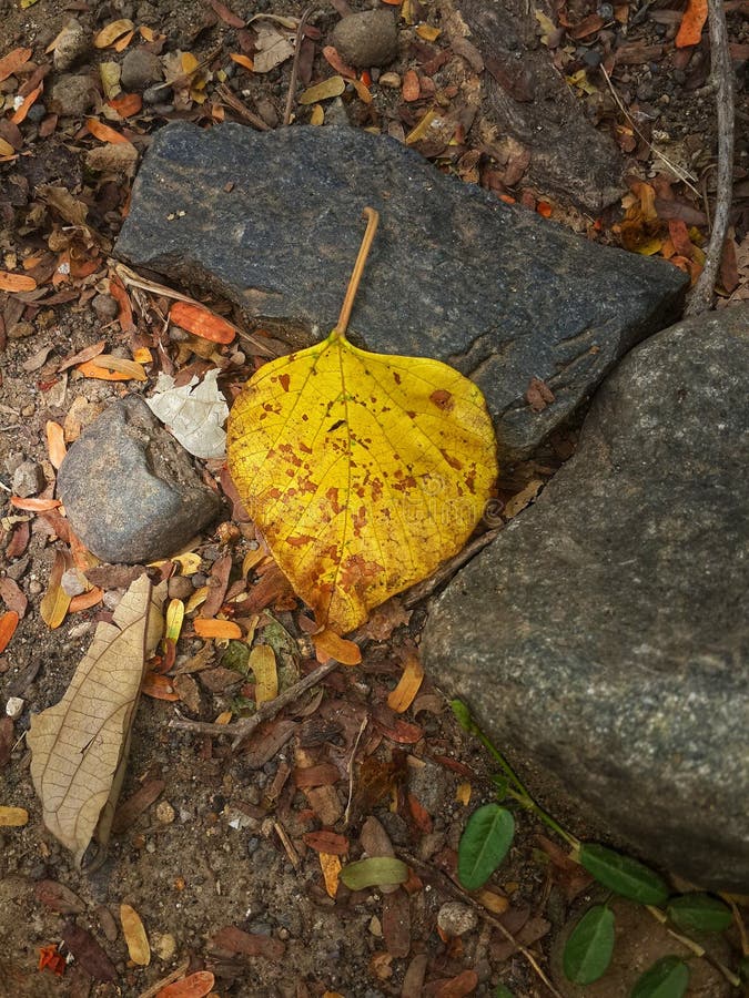 Texture of 2 Rocks and Leaves Under a Tree by a Public Roadside Stock ...