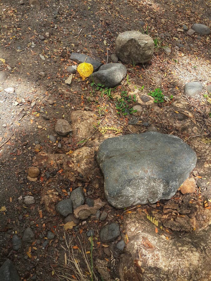 Texture of 3 Rocks and Leaves Under a Tree by a Public Roadside Stock ...