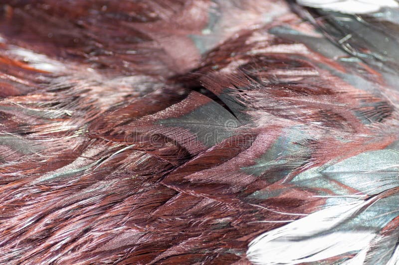 Texture Rooster Feather Brown Stock Image - Image of decorative ...