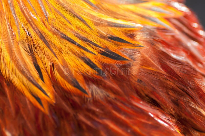 Texture Rooster Feather Red Stock Image - Image of texture, bird: 87785161