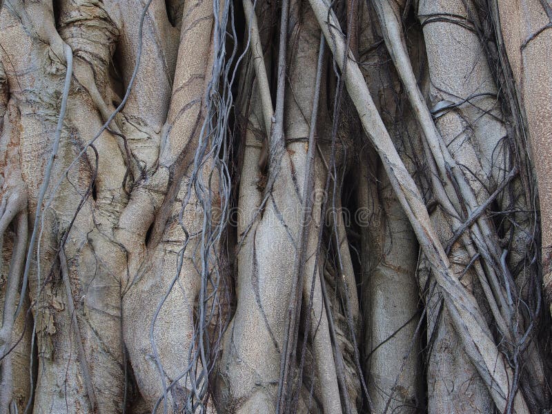 Texture of Root Oak, Wood Texture Stock Photo - Image of detail, design ...