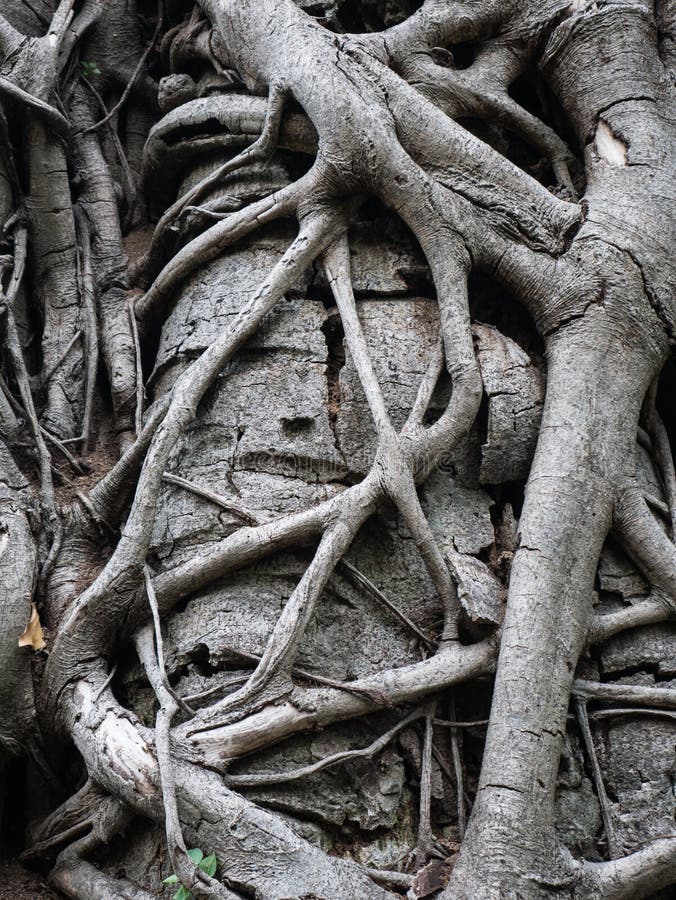 Texture of the Root Form Old Giant Tree Stock Photo - Image of natural ...
