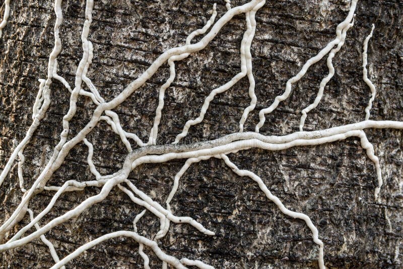 Texture of root stock image. Image of garden, skin, abstraction - 51771763