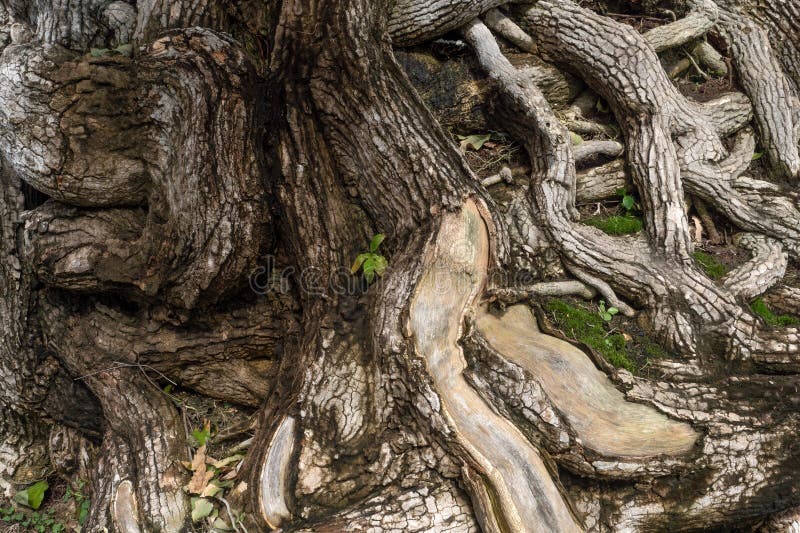 19,508 Root Wood Texture Stock Photos - Free & Royalty-Free Stock ...