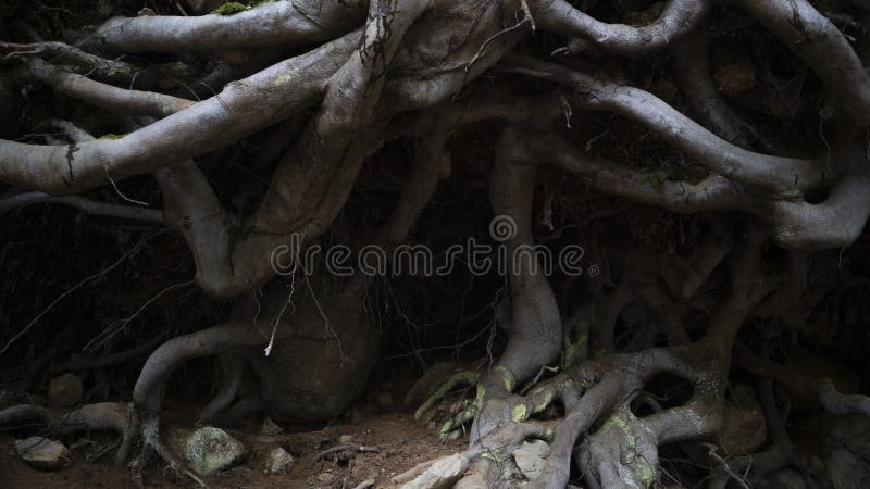The texture of the roots stock image. Image of light - 180162217