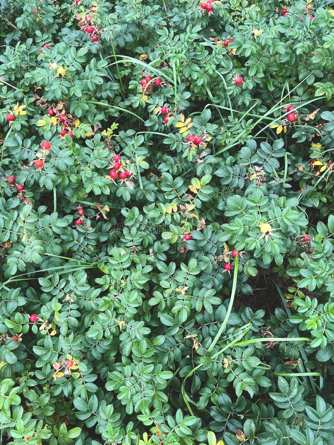 Texture Rosa Rugosa Leaves Berries Stock Photos - Free & Royalty-Free ...
