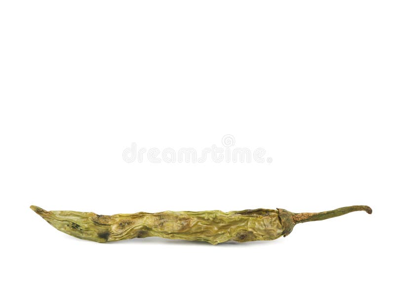 The Texture of Rotten Green Chilies is Characterized by Shrivelling Due ...