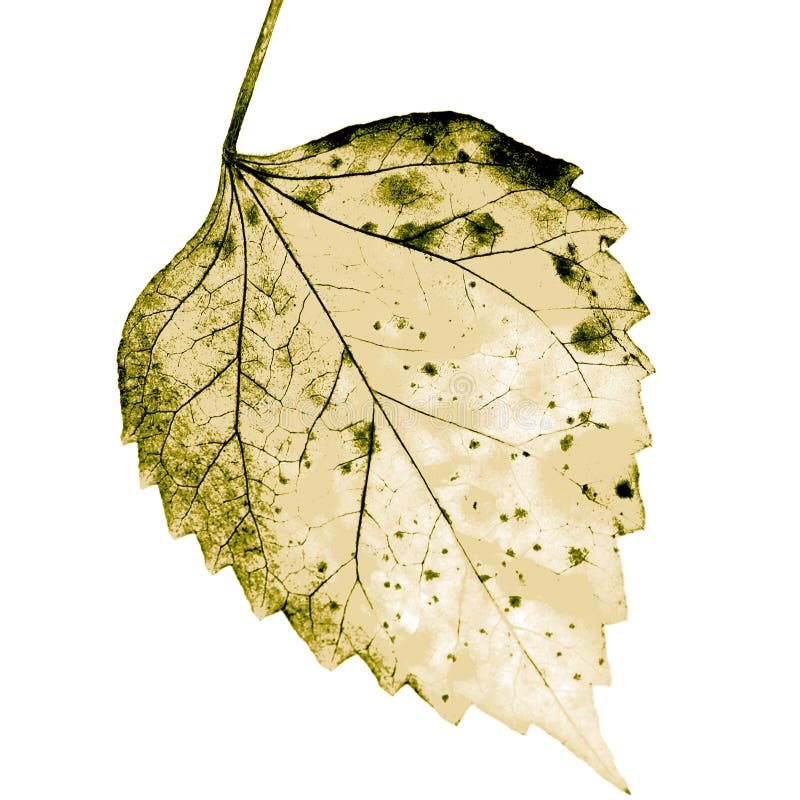 Texture with rotten leaves stock photo. Image of floral - 83325232