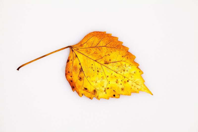 Texture with rotten leaves stock photo. Image of isolated - 83325250