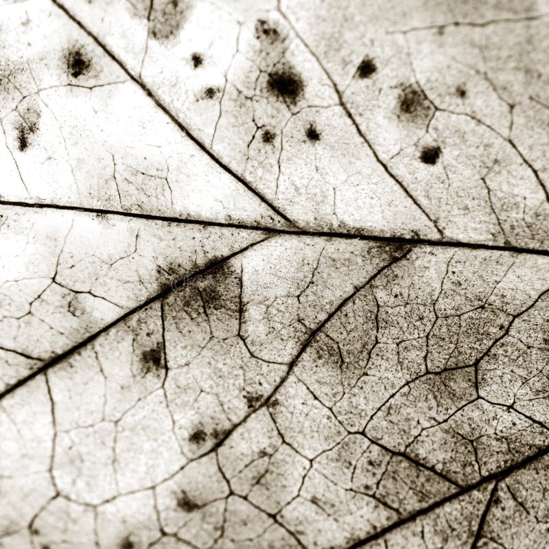 Texture with rotten leaves stock photo. Image of black - 83325314