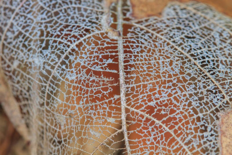 Texture with Rotten Leaves with Fibers Stock Photo - Image of detail ...