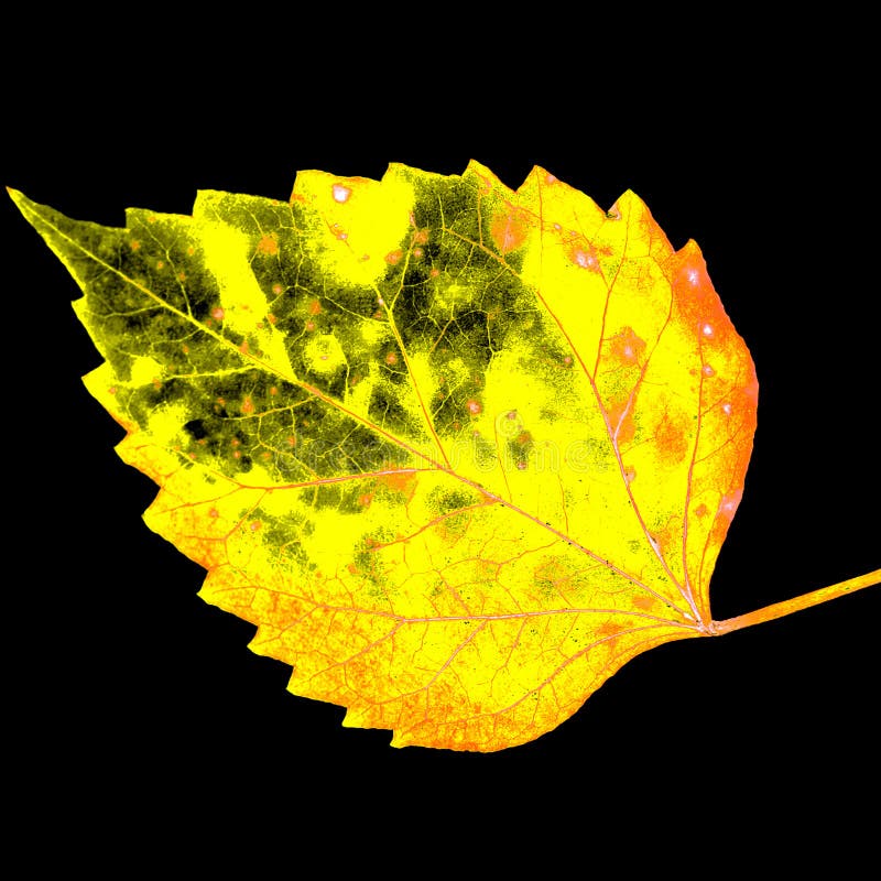 Texture with Rotten Leaves with Fibers Stock Photo - Image of dead ...