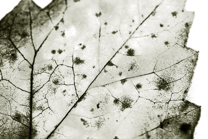 Texture with Rotten Leaves with Fibers Stock Image - Image of isolated ...