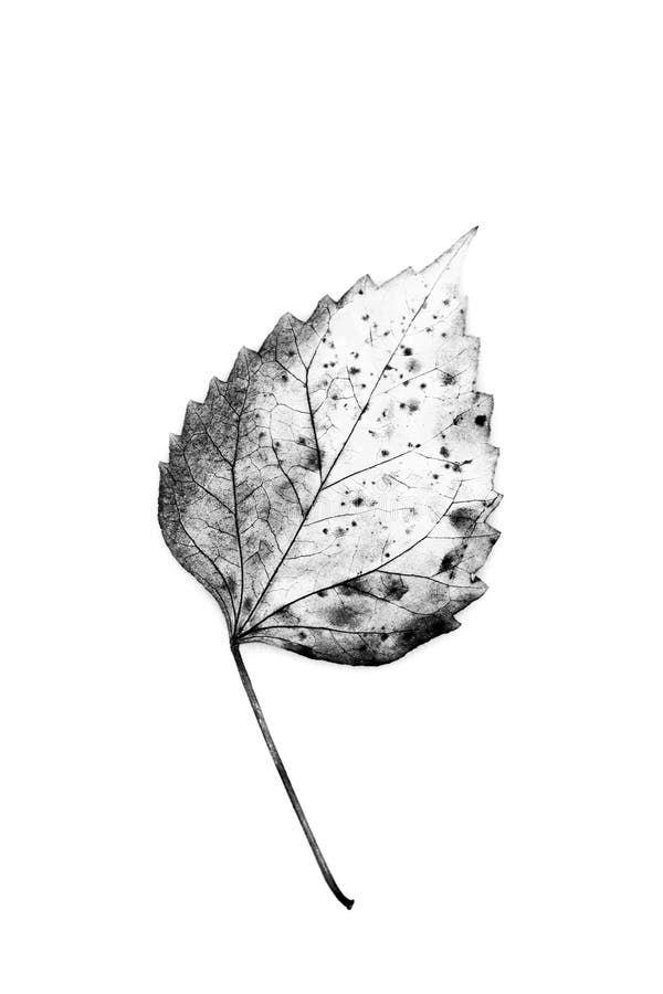 Texture with Rotten Leaves with Fibers from a Leaf Stock Photo - Image ...