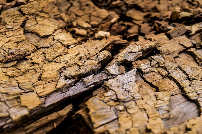 Texture of a Rotten Old Tree Torn Bark Stock Image - Image of wood ...