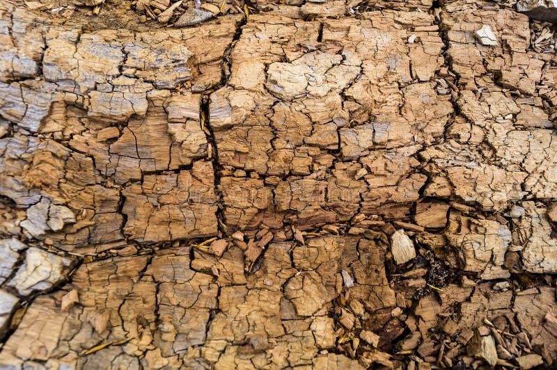 Texture of a Rotten Old Tree Torn Bark Stock Photo - Image of weathered ...