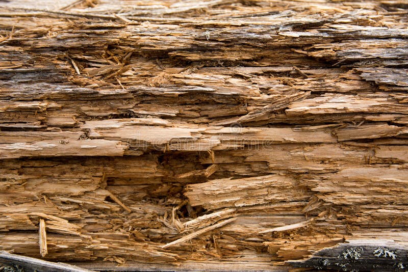Texture of a Rotten Old Tree Stock Image - Image of deadwood, holey ...