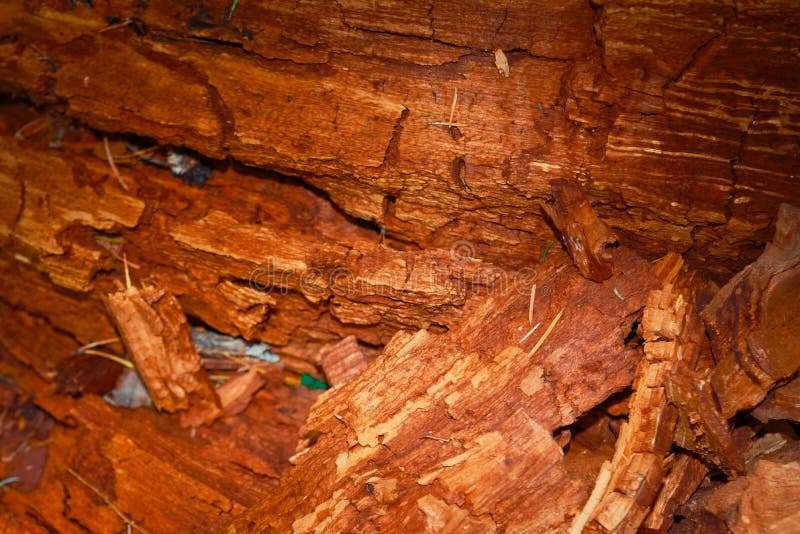 Texture of rotten tree stock photo. Image of line, lumber - 116366198