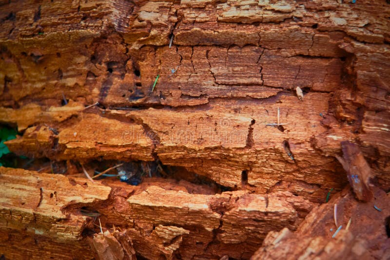Texture of rotten tree stock photo. Image of park, barn - 116366102