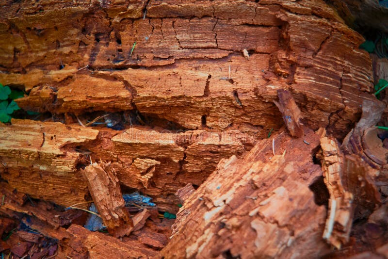 Texture of rotten tree stock photo. Image of detail - 116366110