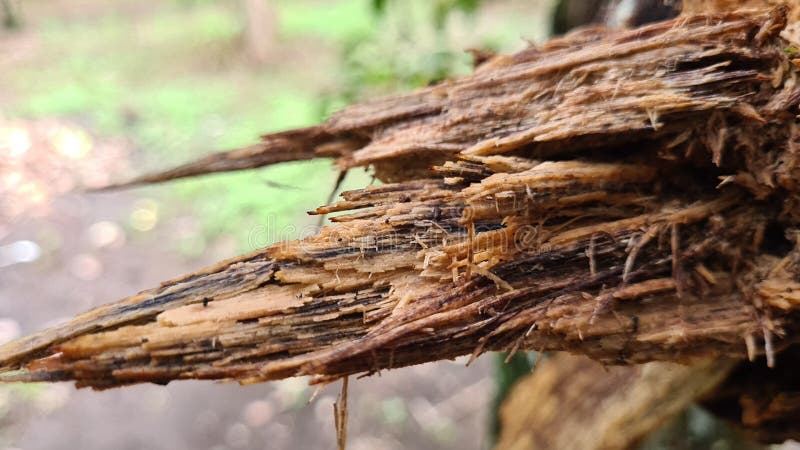 The Texture of Rotten Tree Fragments in the Garden is an Interesting ...