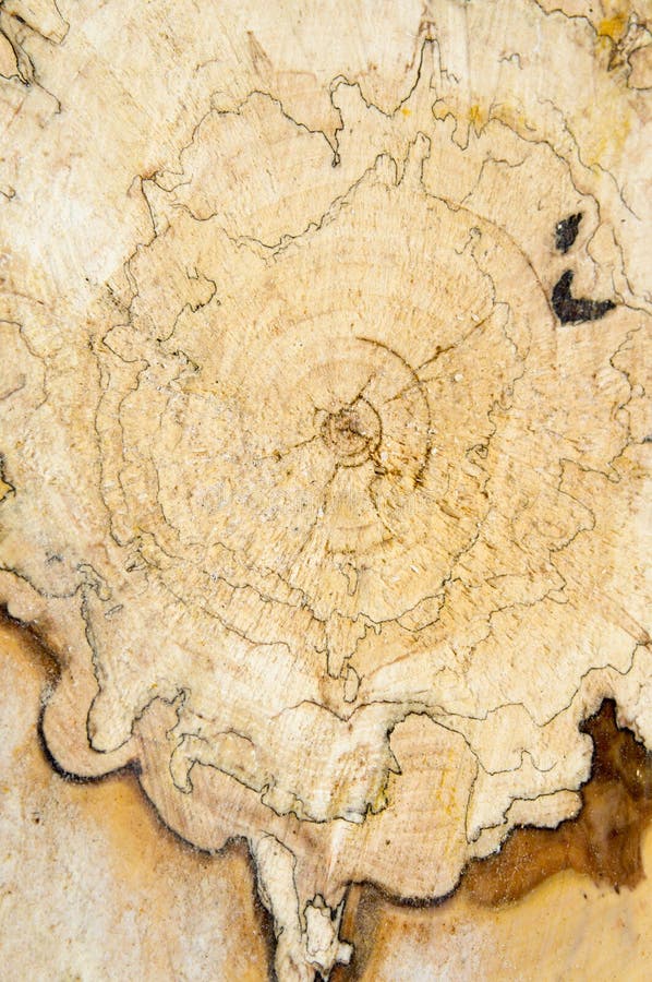 Texture, Rotten Tree with Ornaments Stock Image - Image of aging ...