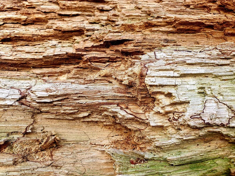 The Texture of Rotten Wood. Old Tree Close-up Stock Image - Image of ...