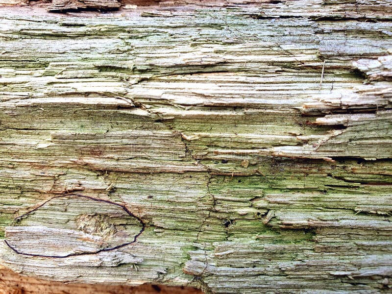 The Texture of Rotten Wood. Old Tree Close-up Stock Photo - Image of ...