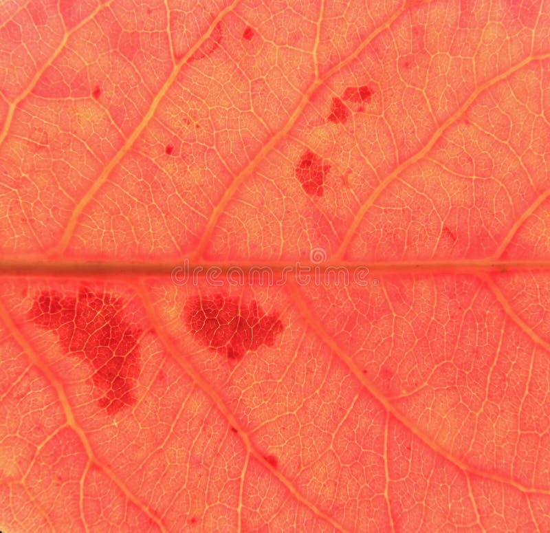 Texture rouge de feuille image stock. Image du texture - 52081327