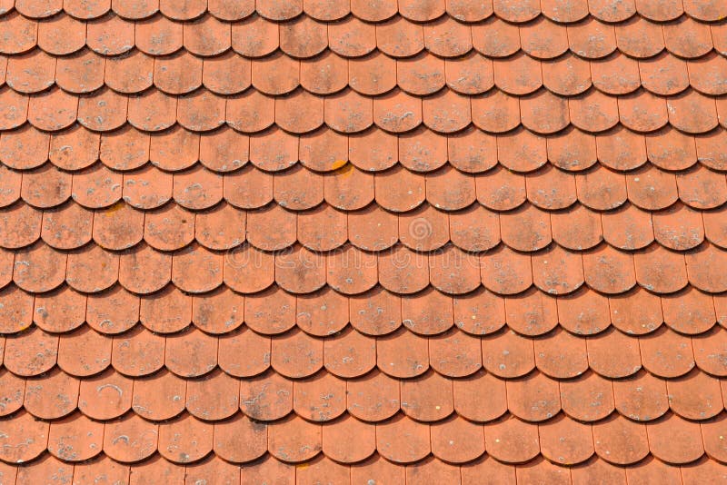 Tuile De Texture De Buisson