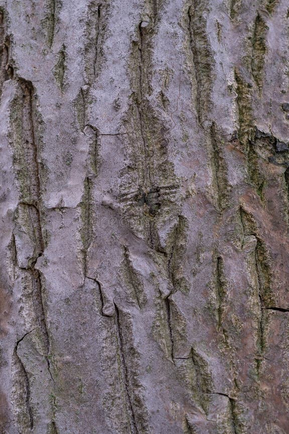 Texture of Rough Bark of Old Deciduous Tree. Background for Design ...