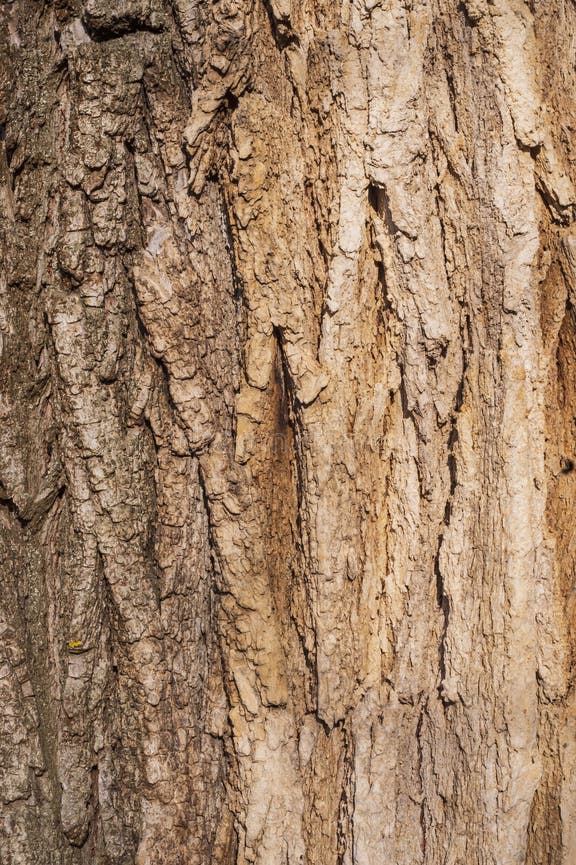 Texture of Rough Bark of Old Deciduous Tree. Background for Design ...