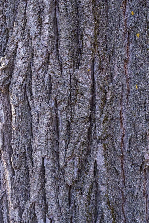 Texture of Rough Bark of Old Deciduous Tree. Background for Design ...