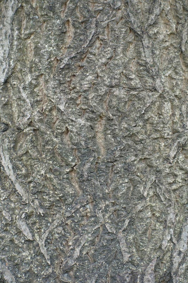 Texture of Rough Grey Bark of Walnut Tree Stock Image - Image of plant ...