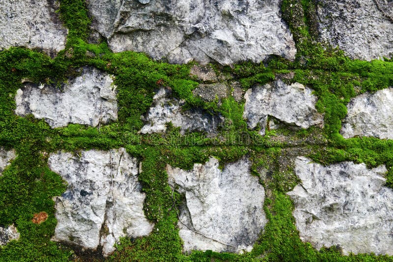 Texture of the Rough Stone Bricks Wall Covered by Fresh Green Moss ...