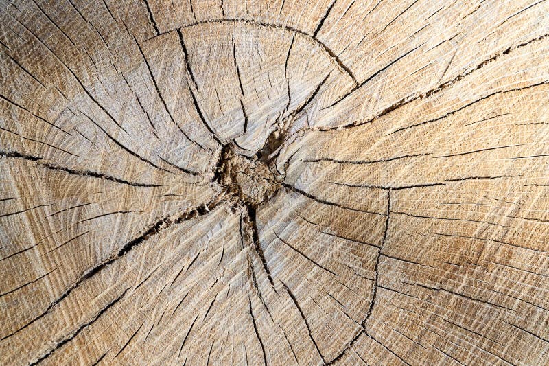 Texture of Rough Surface Felled Oak Tree with Annual Rings. Concept of ...
