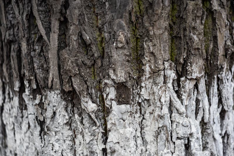 Rough Tree Bark with White Paint Stock Photo - Image of tree, trunk ...