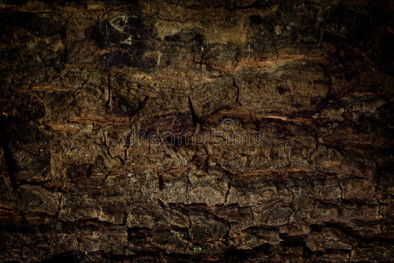 Texture of Rough Tree Skin Surface. Stock Photo - Image of grunge ...