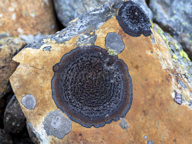 Texture of a Round Lichen on a Stone in Close-up. Multicolor Rough ...
