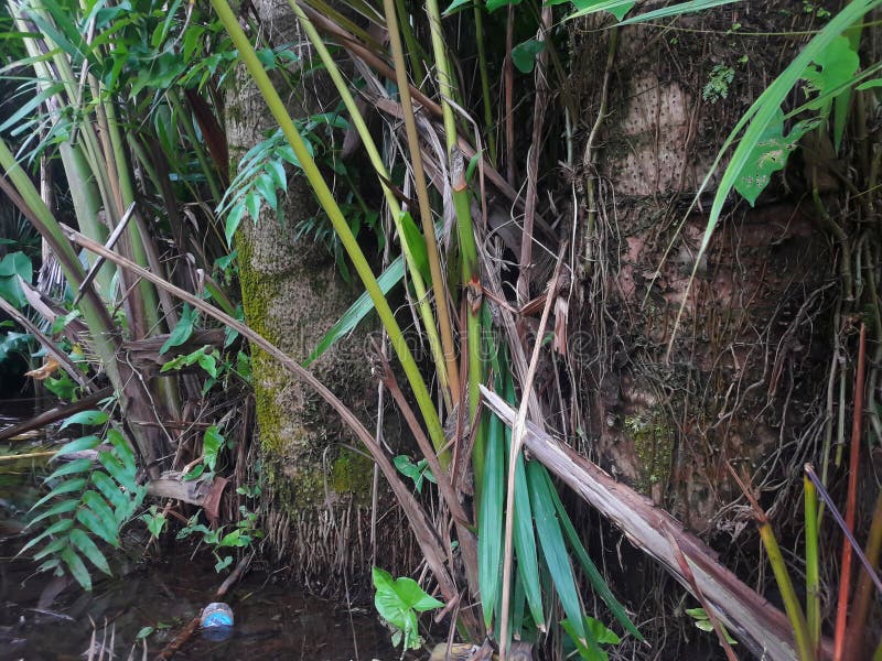Texture of Rumbia Tree Trunks Growing in a Swamp Stock Image - Image of ...