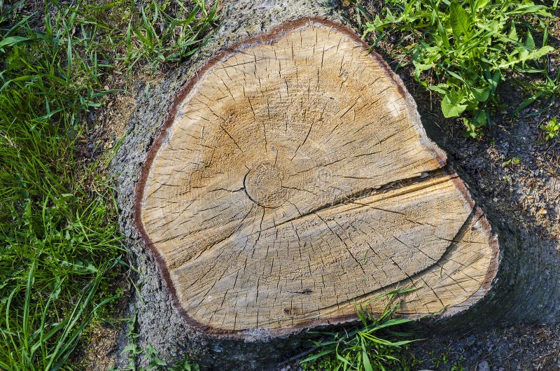 Texture of Rustic Circular Wood Stock Image - Image of forest, dark ...