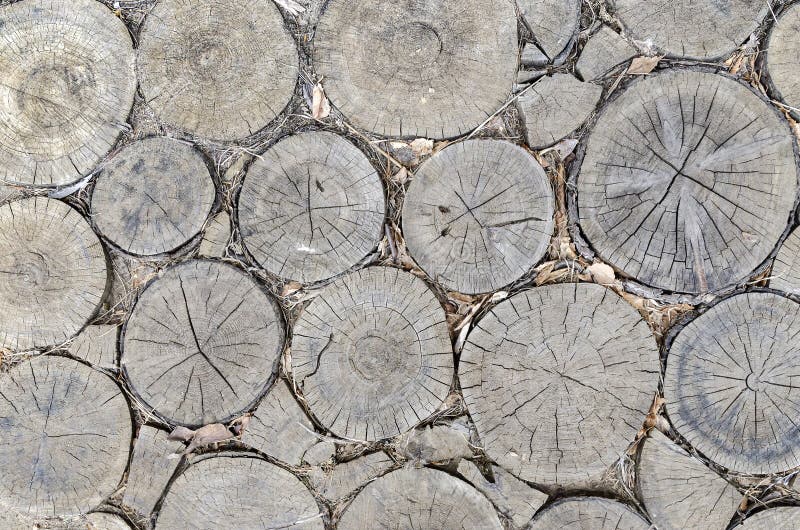 Texture of Rustic Wood Circle Stock Photo - Image of pine, detail ...
