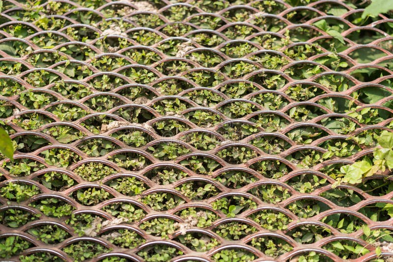 Texture of a Rusty Metal Mesh Against the Background of Green Grass ...