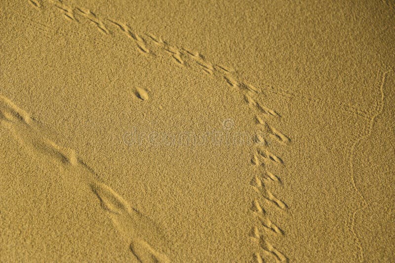 224 Quicksand Texture Stock Photos - Free & Royalty-Free Stock Photos ...